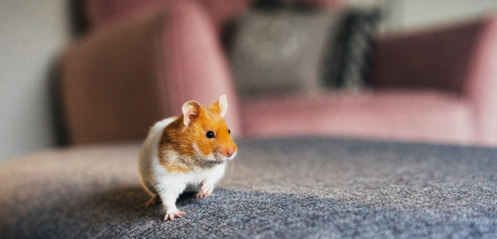 Pet Liability Insurance for Renters | Insurism